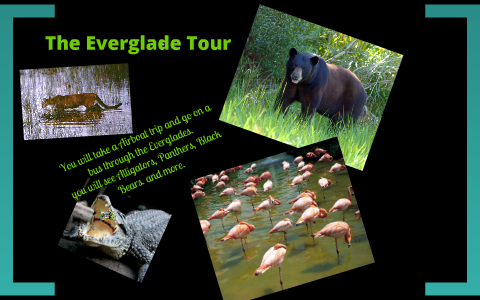 Everglades National Park by Jimmy Matos on Prezi