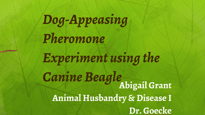 Dog-Appeasing Pheromone Experiment using the Canine Beagle by Abby ...