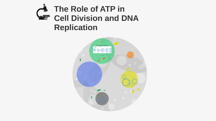 The Role of ATP in Cell Division and DNA Replication by Christy Chang ...
