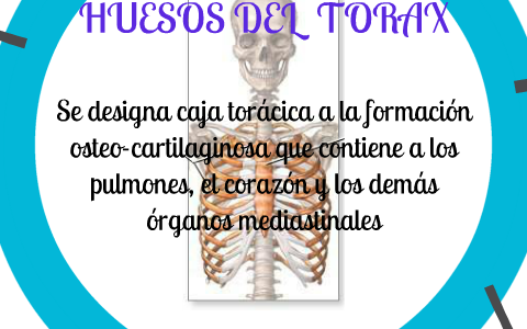 Huesos del Torax by gabriela rodriguez on Prezi
