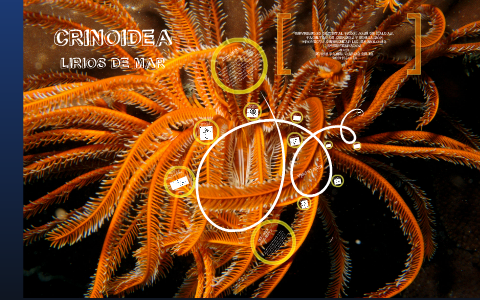 crinoidea by Daniel Garcia on Prezi