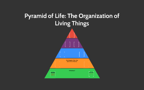 Pyramid of Life: The Organization of Living Things by Robert wicklund ...