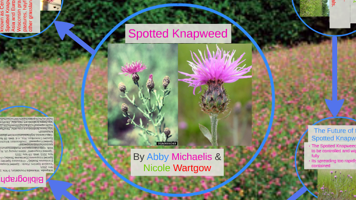 Spotted Knapweed by on Prezi