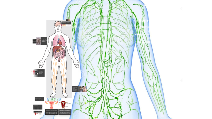 Understanding the External Female Reproductive Organs by Rinchen Dorji ...