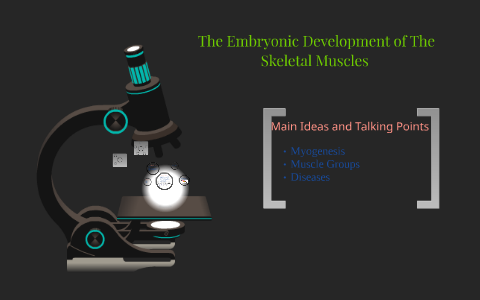 The Embryonic Development of The Skeletal Muscles by Sonny Winters on Prezi