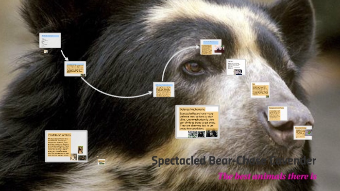 Spectacled Bear-Chase Cavender by Deborah Marshall on Prezi