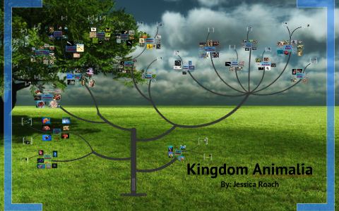 Tree of Life: Kingdom Animalia by Jessica Roach on Prezi