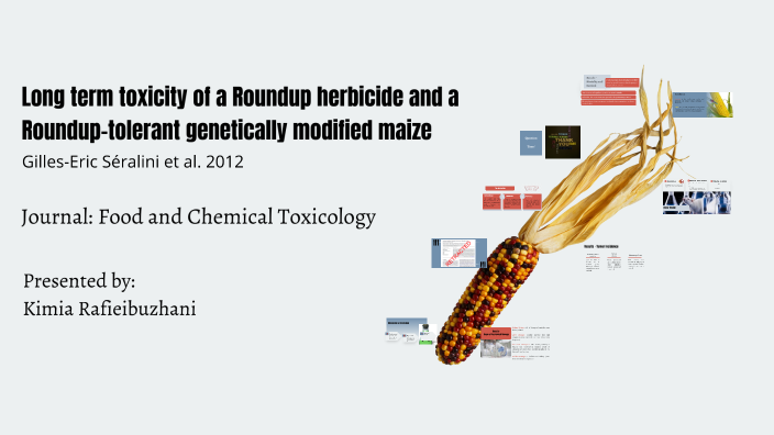 Toxicological Assessment of GMO Maize in Rats by kimia rafiei on Prezi