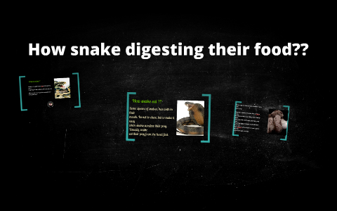How snake digesting their food?? by Fourine Ludyanto on Prezi