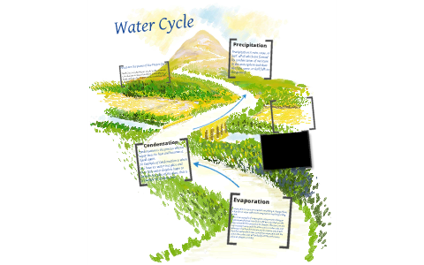 Water Cycle and Food Chain by Coy Schmitt on Prezi