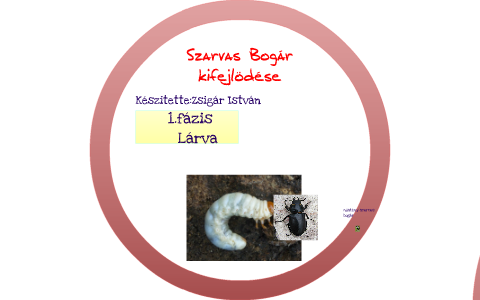 Szarvas Bogár by Zsigár István on Prezi