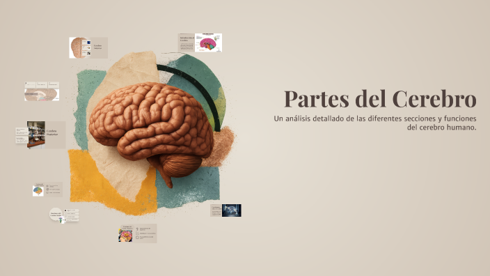 Partes del Cerebro by Jonathan Abisai Quintal Ek on Prezi