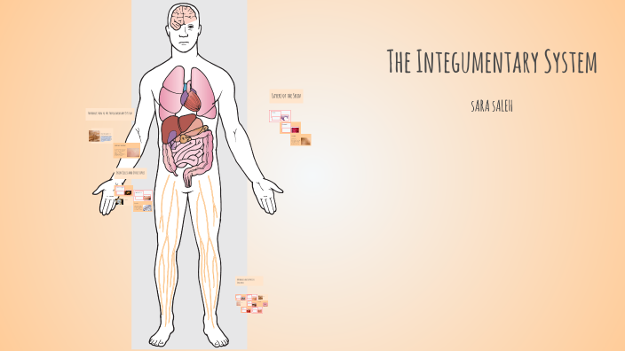 The Integumentary System by sara saleh on Prezi