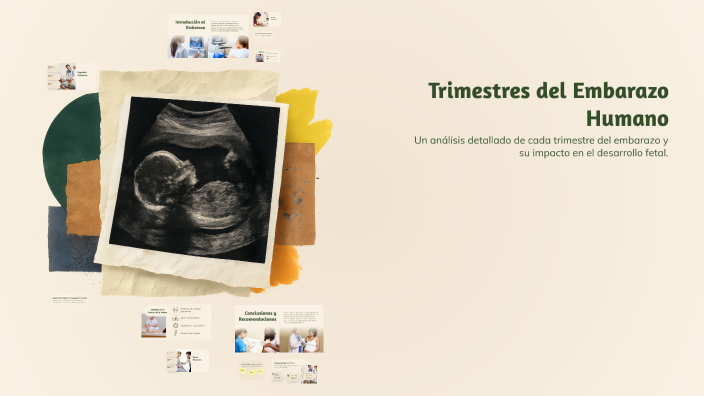 Trimestres del Embarazo Humano by Ann E on Prezi