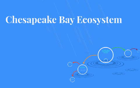 Chesapeake Bay Ecosystem by Gene Showalter on Prezi