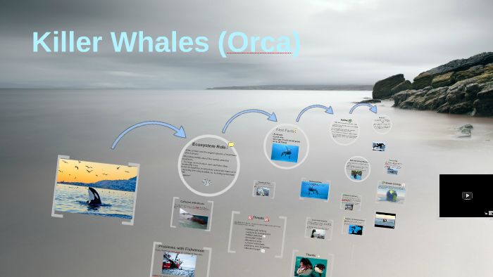 Killer Whales by alex troyan