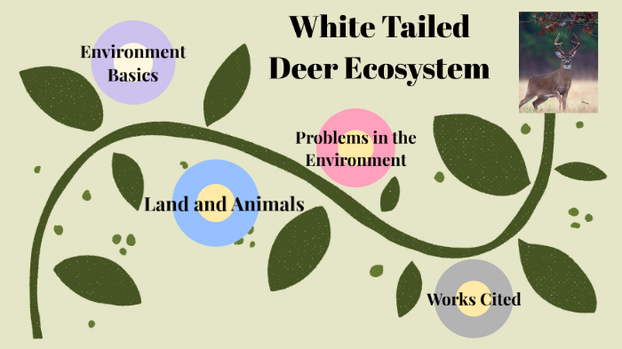 White Tailed Deer Ecosystem by Erin McKay on Prezi