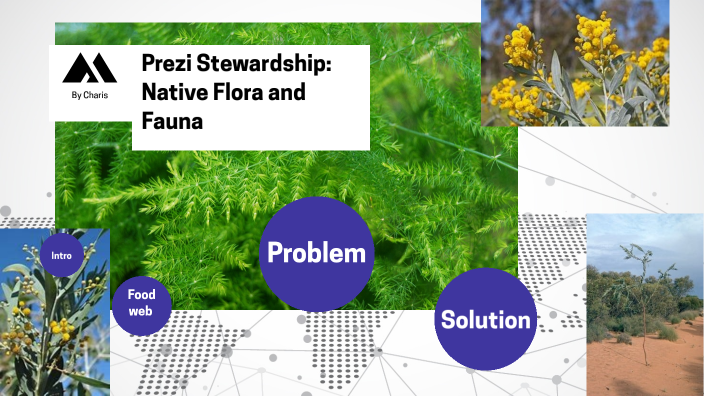 Prezi Stewardship: Native Flora and Fauna (Acacia cretacea and ...