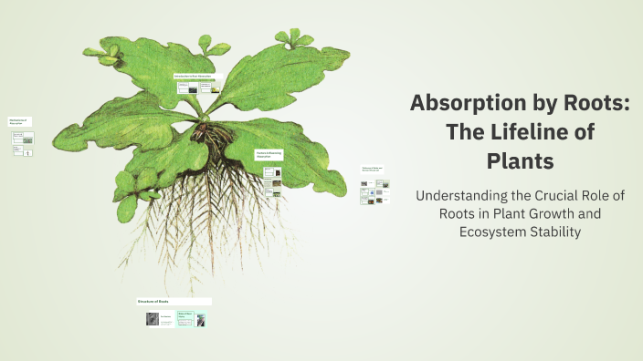 Absorption by Roots: The Lifeline of Plants by Bareera Sumbul on Prezi