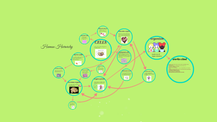the four types of cells by cydney philiposian