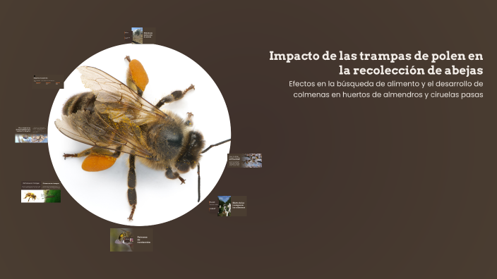 Impacto de las trampas de polen en la recolección de abejas by Emir ...