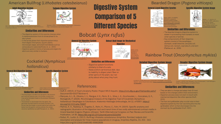 Digestive System Comparison of 5 Different Species by Destiney Latimore ...