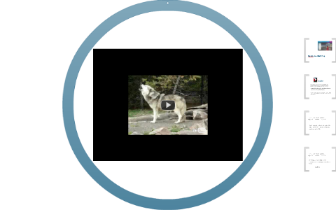 Nutik, the Wolf Pup Hook and Vocabulary by Laura Manning on Prezi