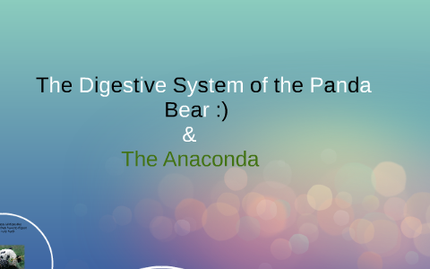The Digestive System of the Panda Bear :) by Shelby Piels on Prezi