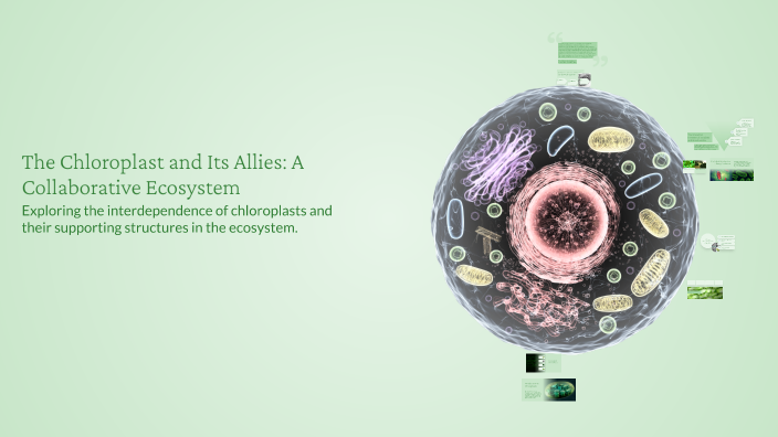 The Chloroplast and Its Allies: A Collaborative Ecosystem by kim T on Prezi