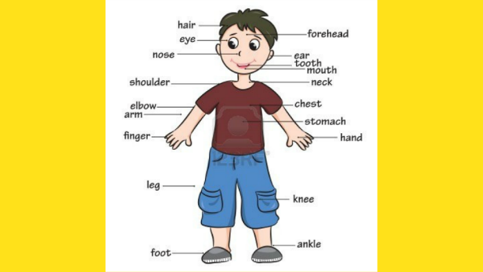 The body by Gregory Tume