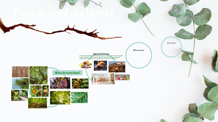 Trees Around the World by Sari Tanner on Prezi