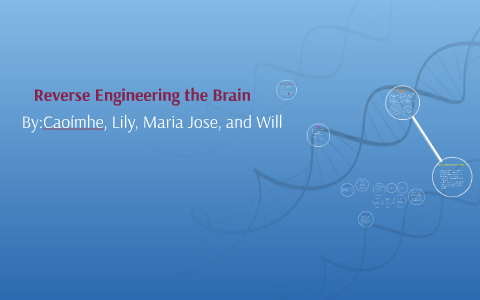 Reverse Engineering the Brain by LM WC on Prezi