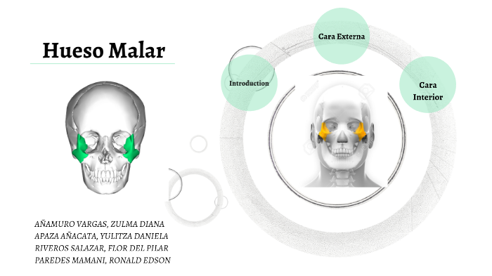Hueso Malar by Pilar Riveros on Prezi