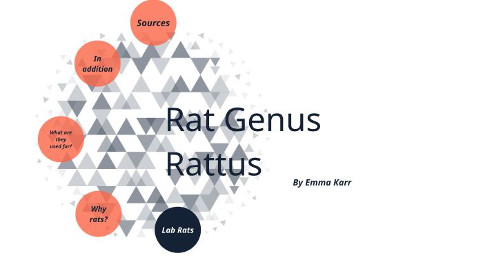 Philosophy Presentation- Rat Genus Rattus by Emma Karr on Prezi