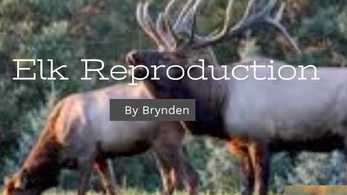 Elk Reproduction by Brynden Hunt on Prezi