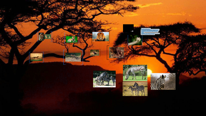 animales de africa by Angela Mariscal jimenez