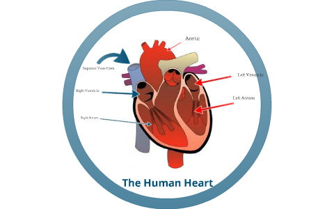 The Heart by Trent Behr on Prezi