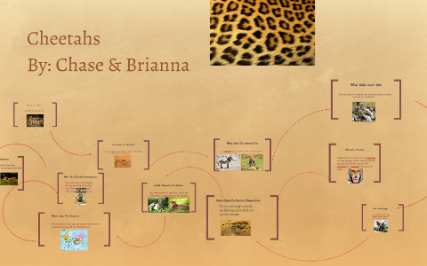 Cheetahs by Jessica Seale on Prezi