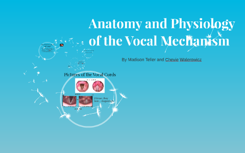 Anatomy and Physiology of the Vocal Mechanism by Chevie W on Prezi
