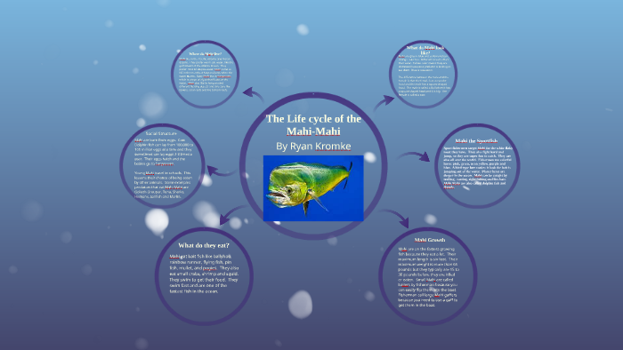 The Life Cycle of a Mahi by Cathi Mintz on Prezi