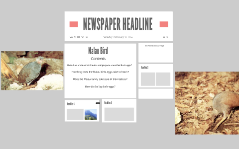 Malau Bird by alex samuel on Prezi