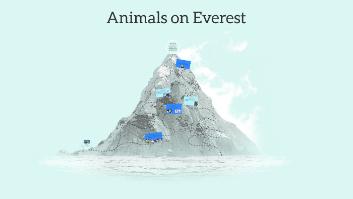 Animals on mount Everest by alasia powell on Prezi