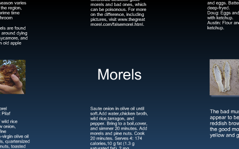 Morels by Elizabeth Modlin on Prezi