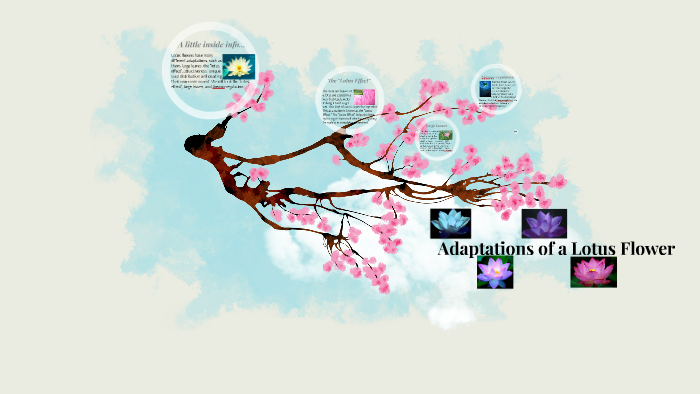 Adaptations of a Lotus Flower by K C on Prezi