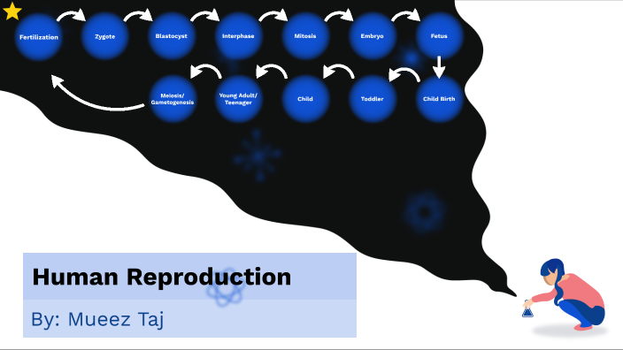Human Reproduction by Mueez Taj on Prezi