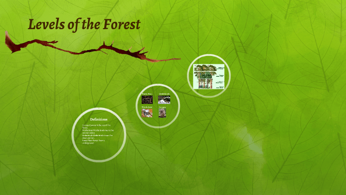 Levels of the Forest by Laiba Khan on Prezi
