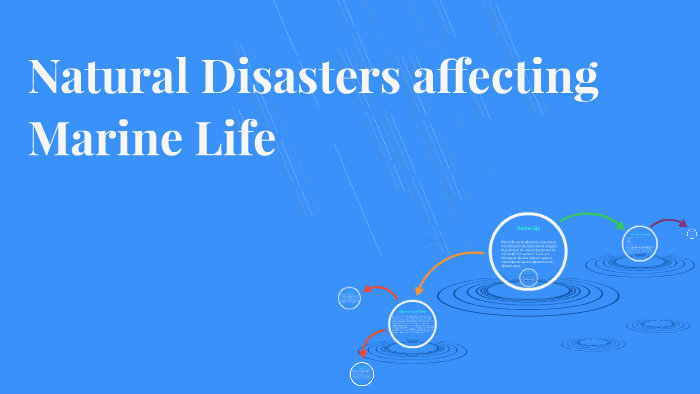 Natural Disasters affecting Marine Life by Annie Hackett on Prezi