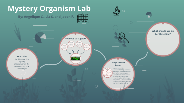 Mystery organism Lab by Angelique` Cervantes on Prezi