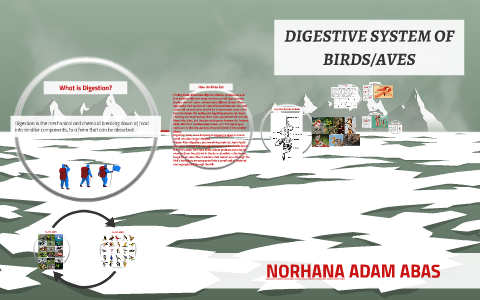 DIGESTIVE SYSTEM OF BIRDS/AVES by Alysza Gail Enad on Prezi