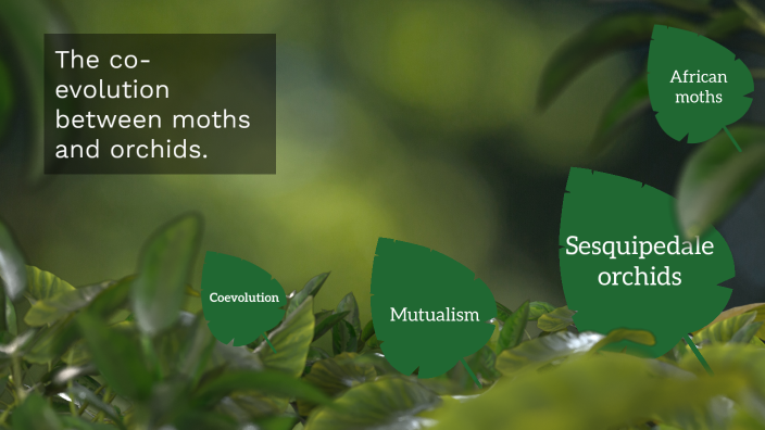 The co-evolution between moths and orchids by Antonin Buc on Prezi